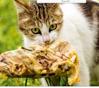 Les chats peuvent-ils manger du poulet? Tous les faits